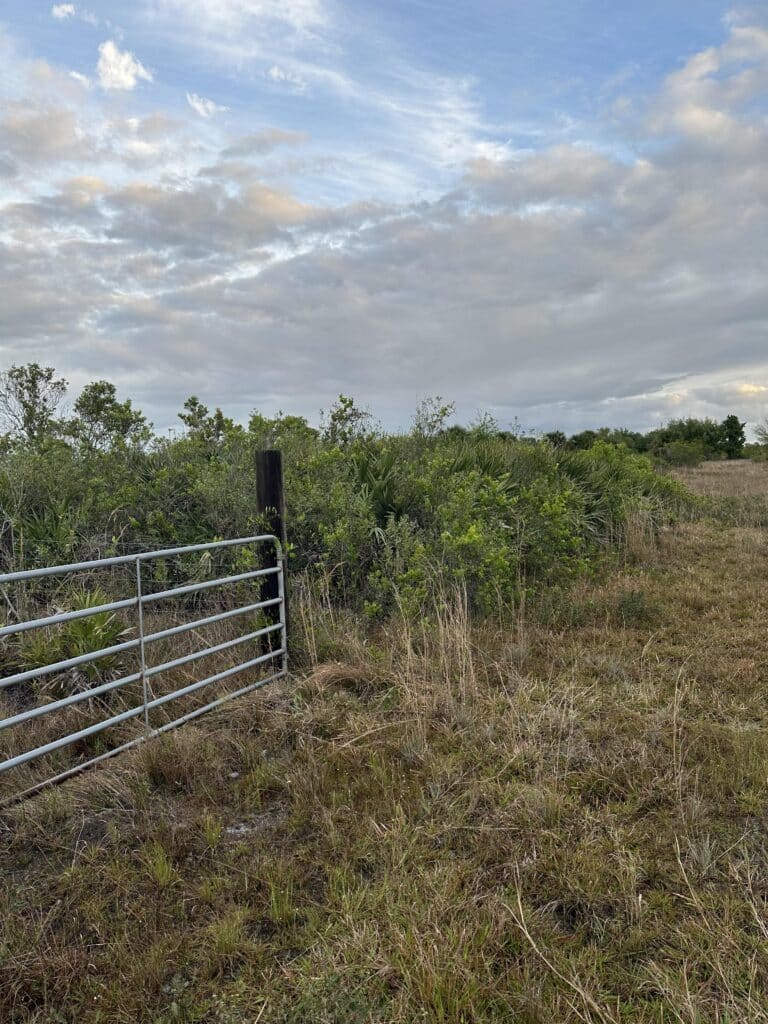 Common Myths About Land Clearing In Florida - TM Property Solutions